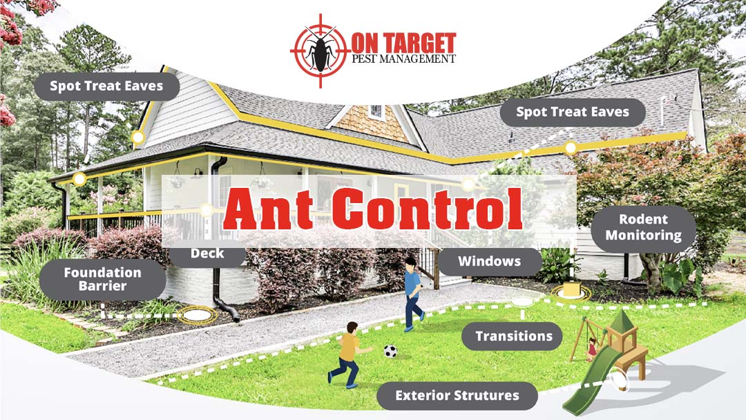Ant Control - On Target Pest Management
